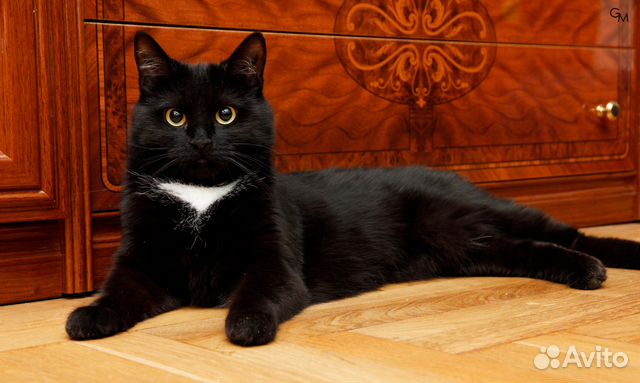 Молоденькая Люсинда в поиске дома