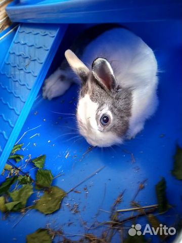 Продам декоративного кролика с клеткой