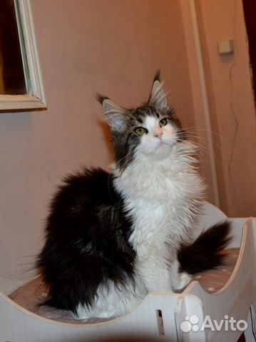 Сливочный котик мейн кун