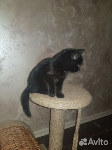 Котенок полуперс