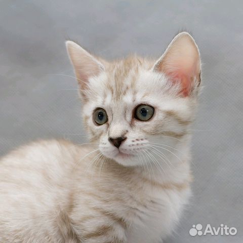 Кошечка коротконожечка