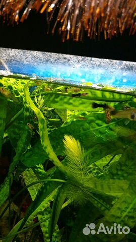 Аквариумные рыбки