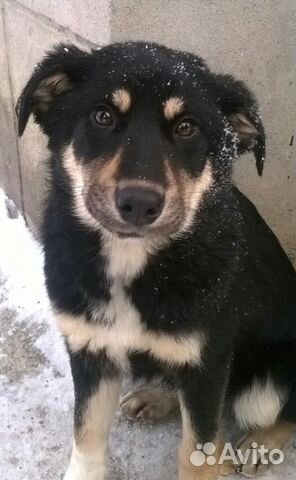 Собаки