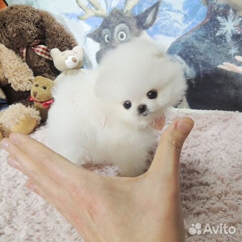 Новогодние мини детки привезём на дом