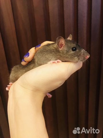 Отдам крысёнка в добрые руки - девочка