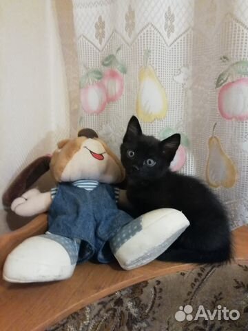 Передам котенка в добрые руки