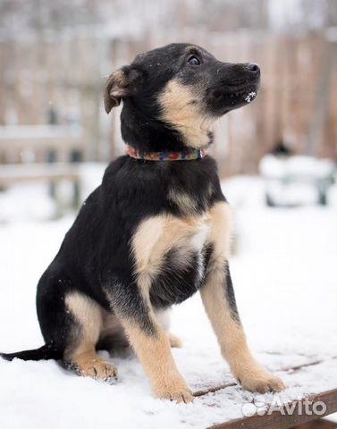 Щеночек-девочка, 4 месяца в дар