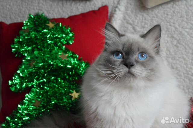 Невский юный котик Уго