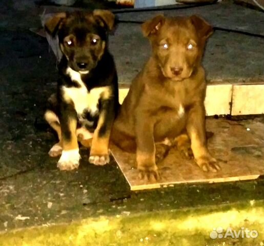Два щенка(мальчика) ищут дом и добрых хозяенов для