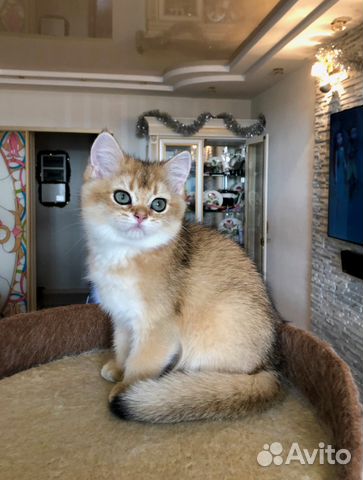 Британский котенок редкого окраса