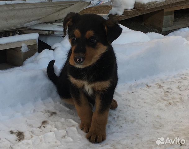 Отдам в добрые руки