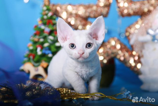 Котята породы девон-рекс