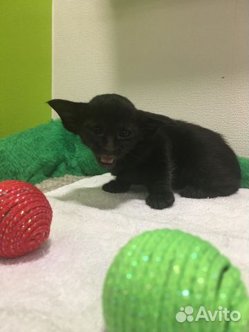 Ори мальчик эбони