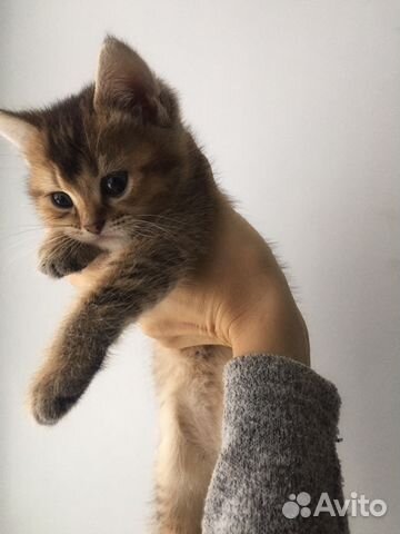 Шотландский котенок