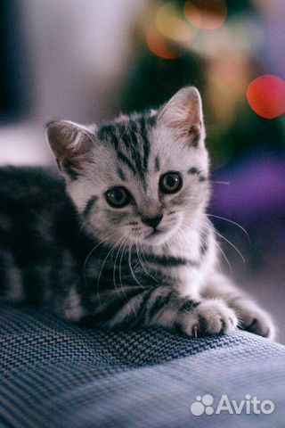 Продаётся котенок 2 мес прямоухая шотландка