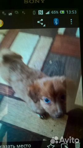 Отдам щенков английской породы