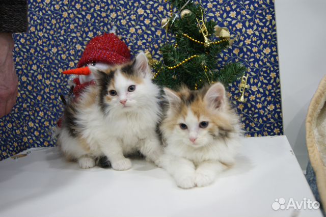 Пушистые рождественские шарики 2 мес в добрые руки