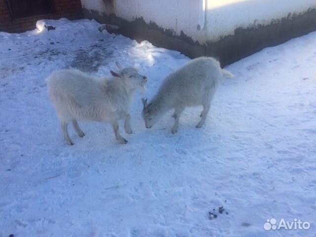 Коза и казел