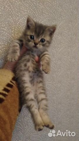 Шотландский котёнок Скоттиш-страйт