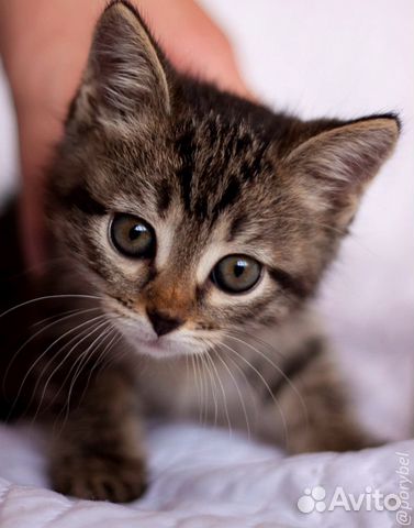 Котята ищут дом