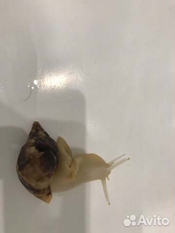 Улитка ахотины