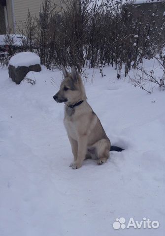 Отдам щенка (кобелька)