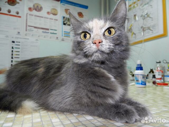 Кошкечка Луна