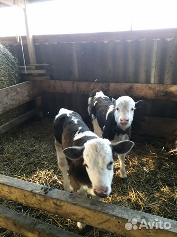 Бычки порода сементал