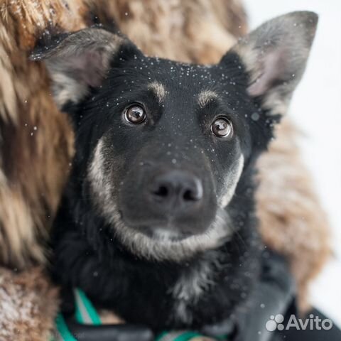 Щенок. Овчарёнок Шерлок. 6 месяцев