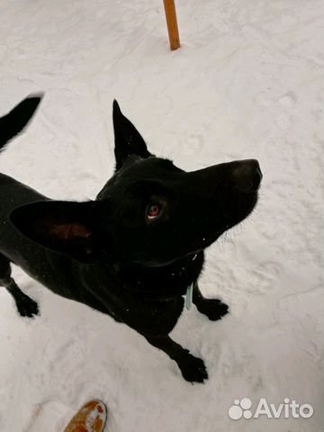 Игривый мальчишка ищет семью