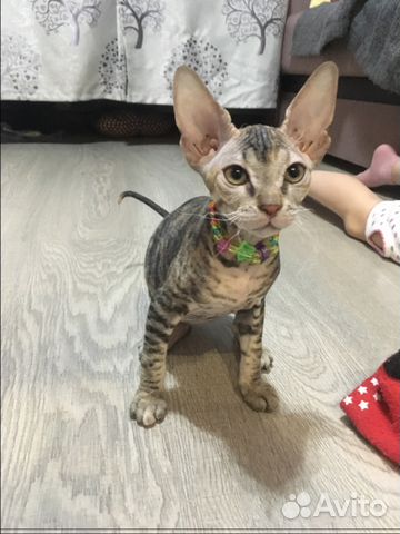 Продаю котёнка