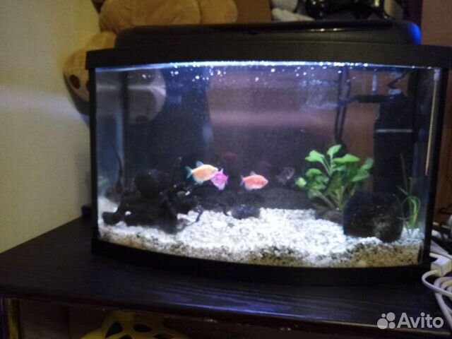 Аквариум 50 литров
