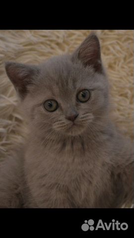 Шотландская девочка страйт