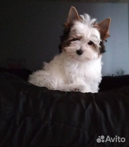 Шикарная бивер девочка