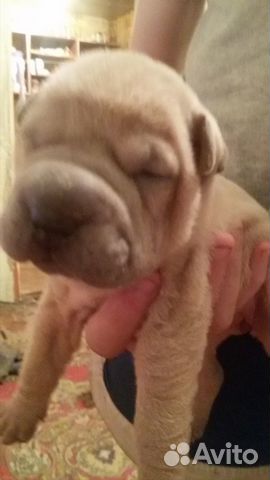 Шарпея щенки
