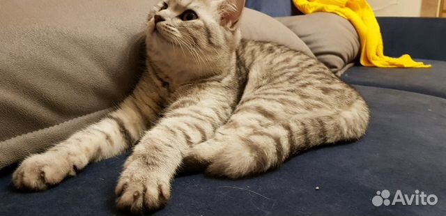 Британский котик в добрые руки