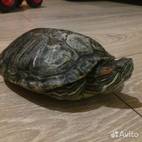 Продаю черепашку