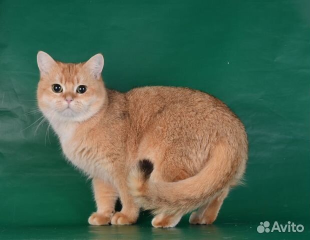 Чистокровный британский золотой котик