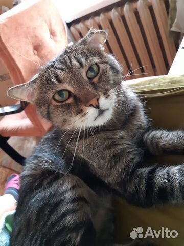 Отдам в хорошие руки доброго кота