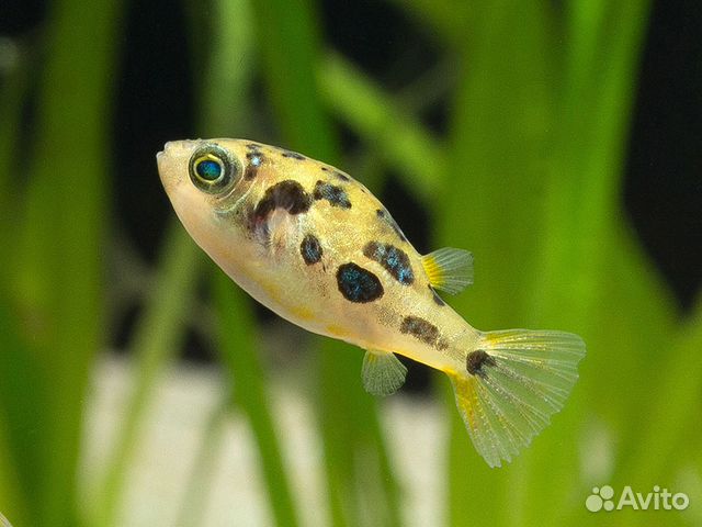 Тетрадон желтый карликовый