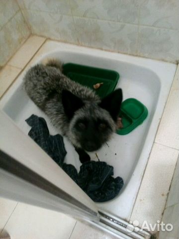 Лиса чернобурка