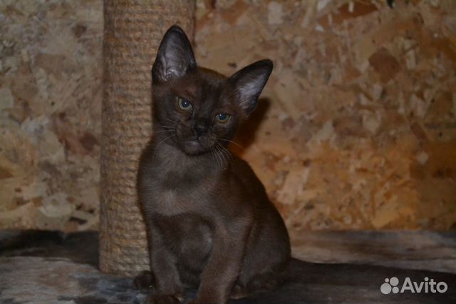 Бурмят - собольки доставка по России