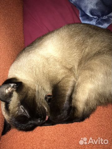 Вязка меконгский бобтейл