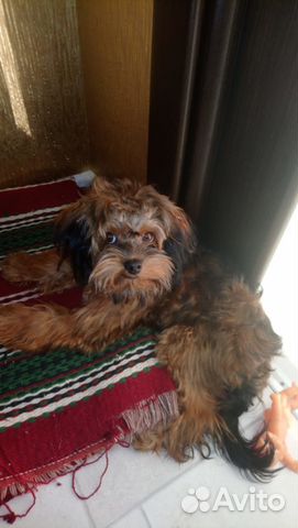 Петербургская Орхидея, мальчик