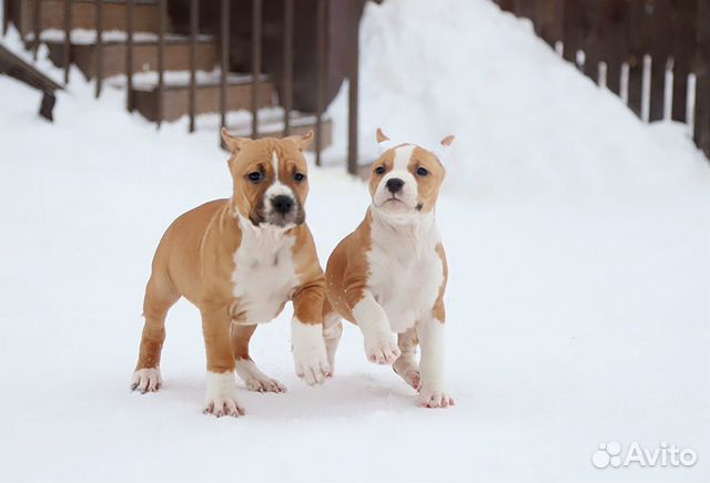 Рыжие девочки амстаффа 2 месяца