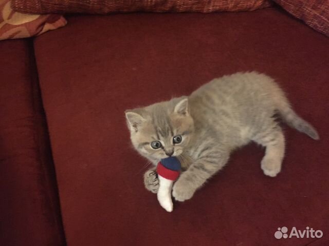 Шотландская принцесса