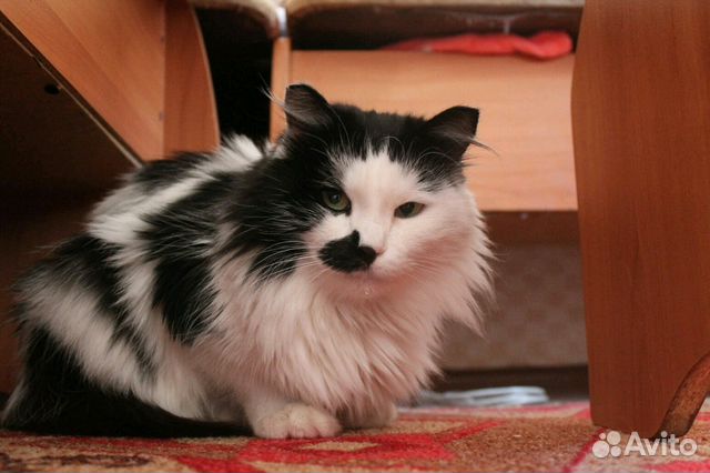 Кошка Рокси