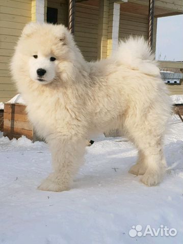 Самоедская лайка