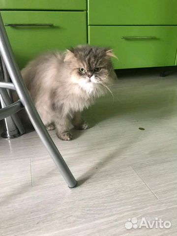 Персидская