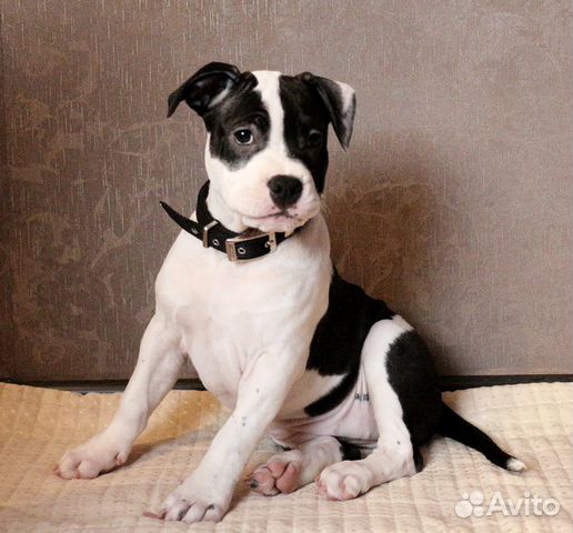 Милая красотка